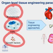 Principles of tissue-engineered construct design — Шаг 1 — Stepik