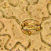 Постоянные ткани — Шаг 3 — Stepik