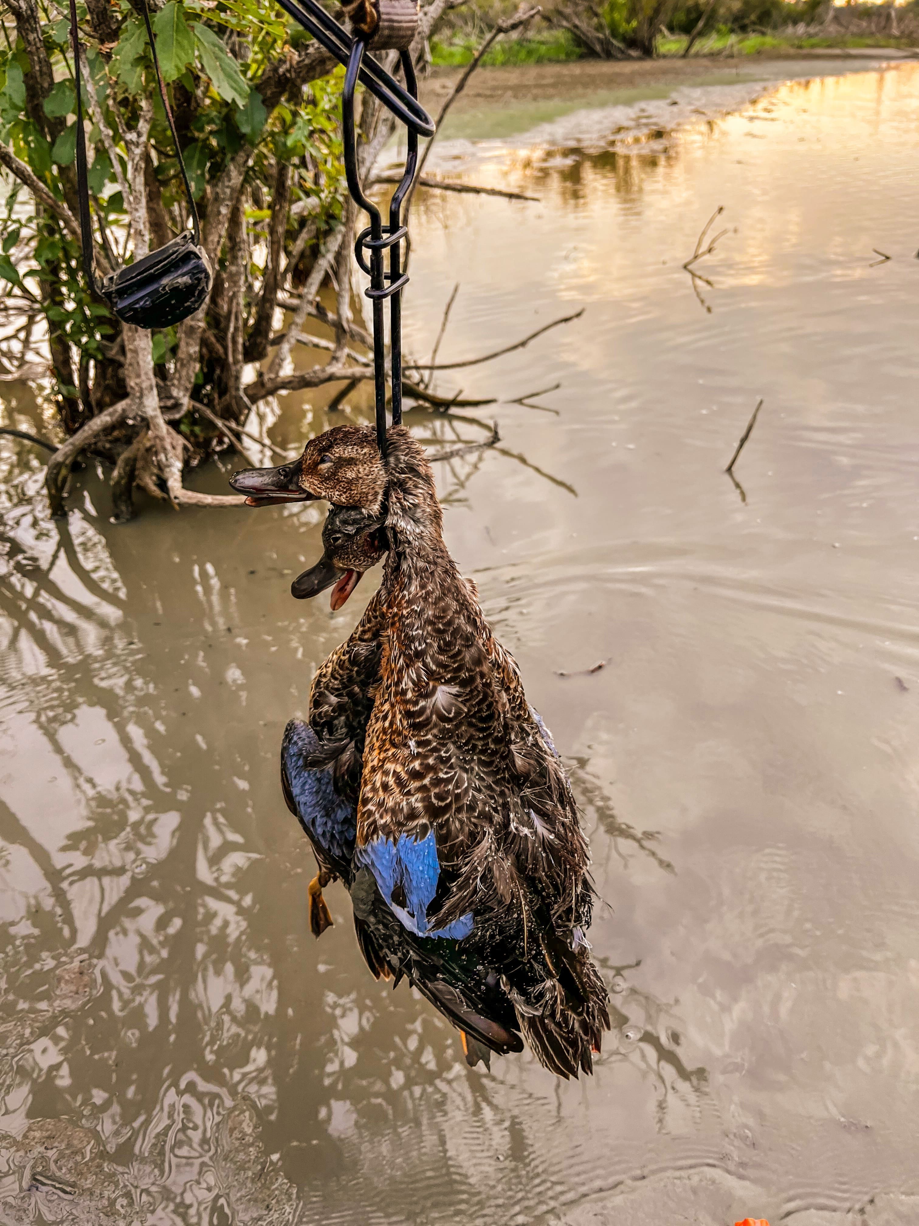 Red River Waterfowl - September Texas Teal Hunts in Texas, United ...