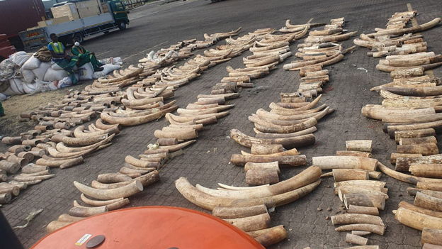 Stop the killing! Hundreds of elephants killed for their tusks. Donate ...