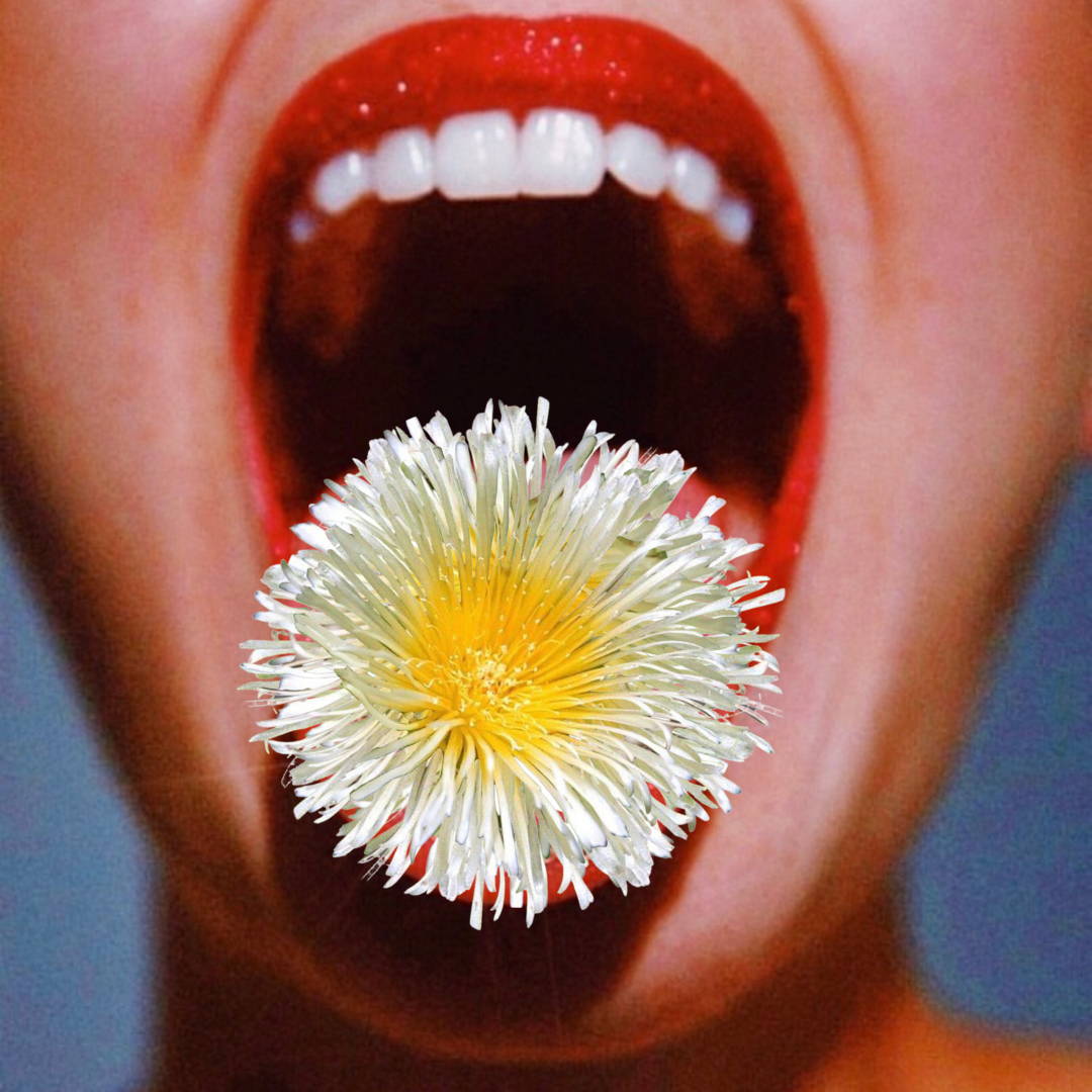 Plant-Based Kanna Elixirs To Aid Stress, Focus And Sleep Troubles ...