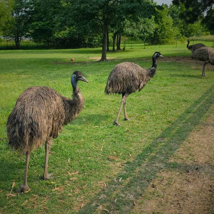 emu bird playing