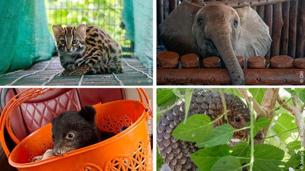 Help IFAW rescue and rehabilitate vulnerable animals. Take action NOW ...