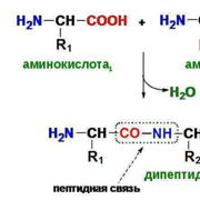 Образование пептидной связи — Шаг 1 — Stepik