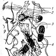 Рыхлые волокнистые ткани — Шаг 1 — Stepik