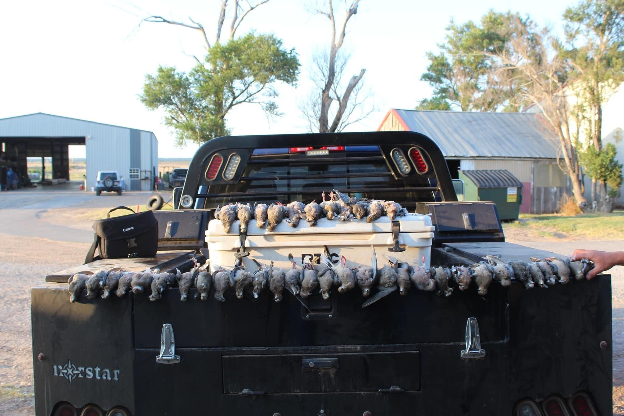 Oklahoma Dove Hunts in Oklahoma, United States - Mallard Bay