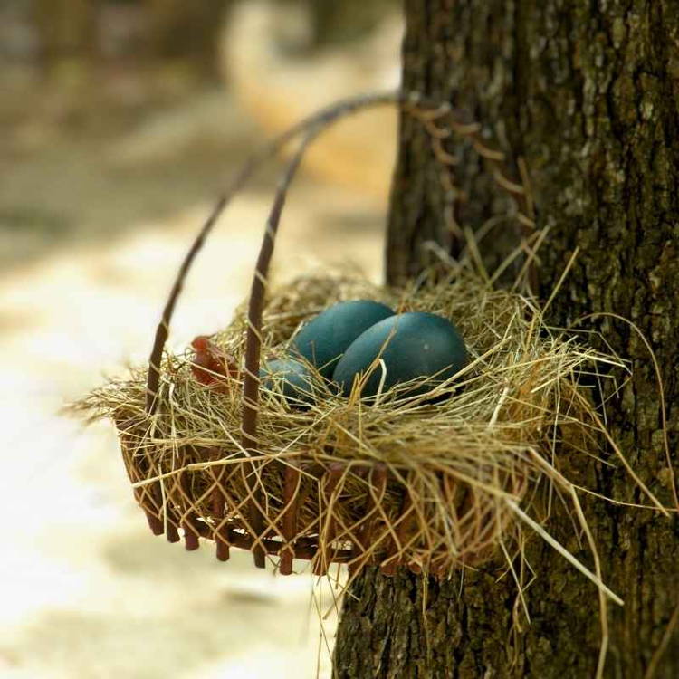 robin egg hatching temperature