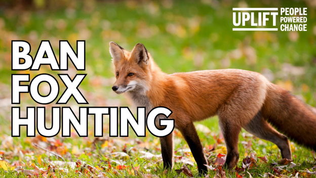 Chip in to help get Fox Hunting banned in 2026