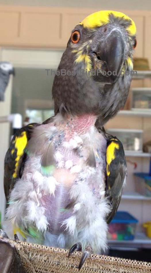 The Mutilation Syndrome Program™ - BirDelicious! Origins Wild Diet®