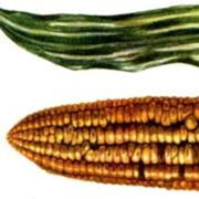 Бактерии: систематика, строение и основные свойства, патогенез — Шаг 7 — Stepik