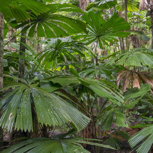 Daintree Wilderness Lodge