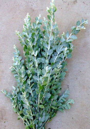 Fresh cut acacia greenery– Going Bloom