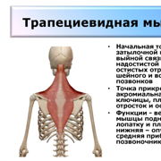 Мышцы спины — Шаг 1 — Stepik