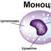 Моноциты — Шаг 1 — Stepik