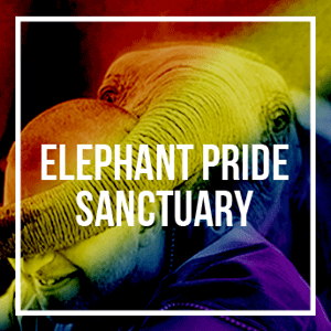 Guest Hub - Elephant Pride Sanctuary