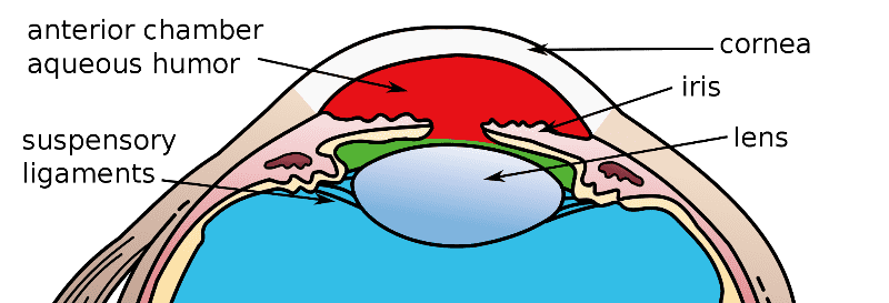 Are Stitches Used After Cataract Surgery? | EyeMountain