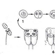 Бесполое и половое размножение. Цветок — Шаг 13 — Stepik