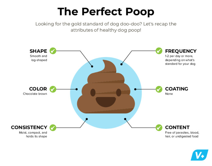 feces chart dog