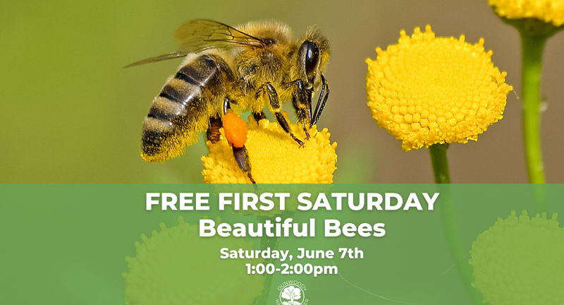 Free First Saturday: Beautiful Bees | Jun 7 | Access Atlanta
