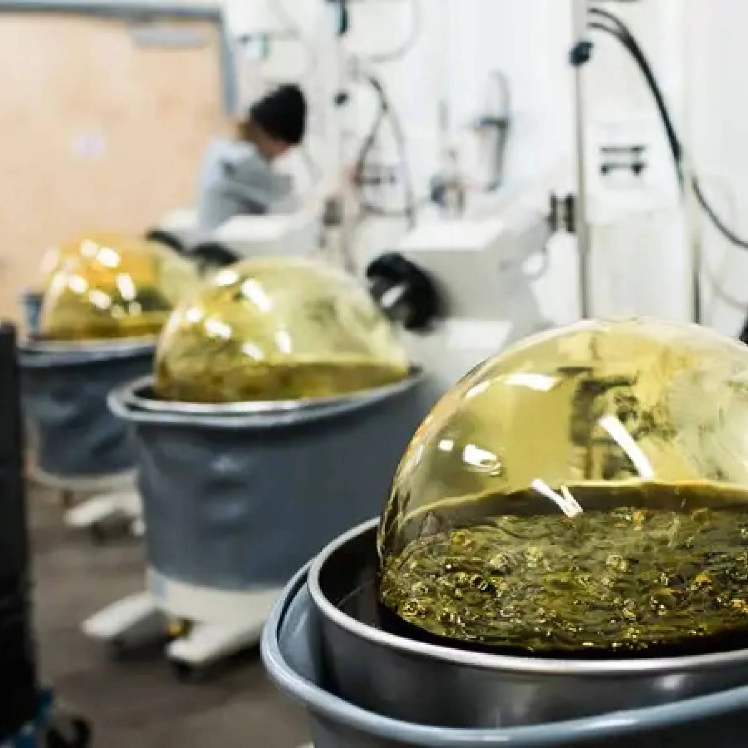 Cultivation and Processing – Alpha Leaf