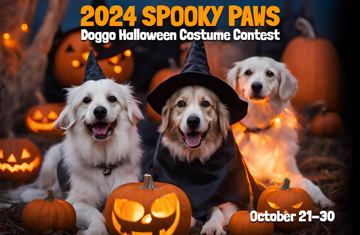 We Love Doggos Charity