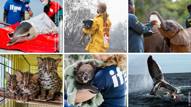 Donate now to protect animals and their habitats