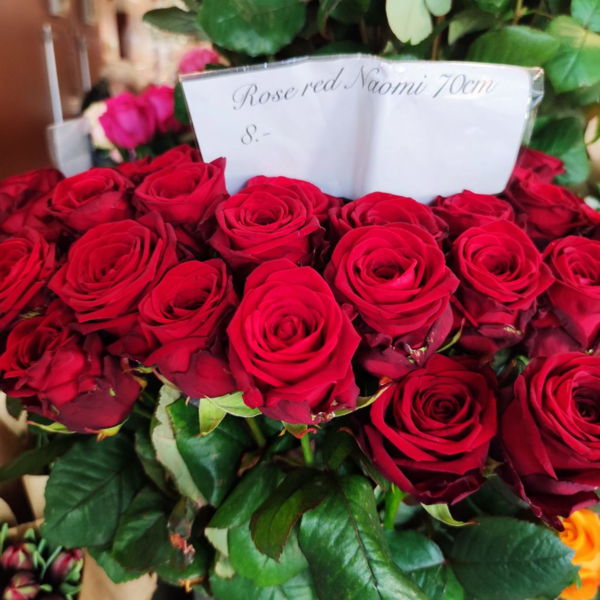 Rose rouge 70cm (1 pce)