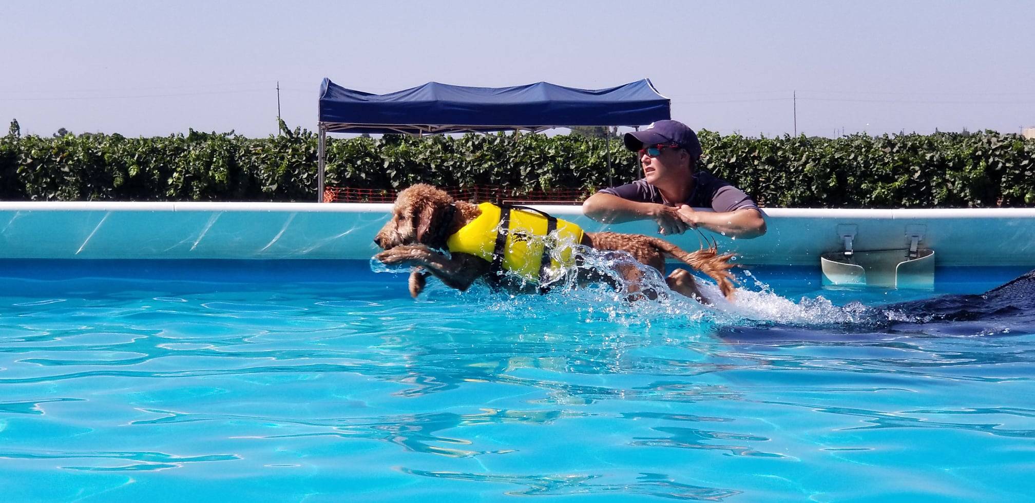 THE SWIMMING VEST FOR DOGS – SafeDog
