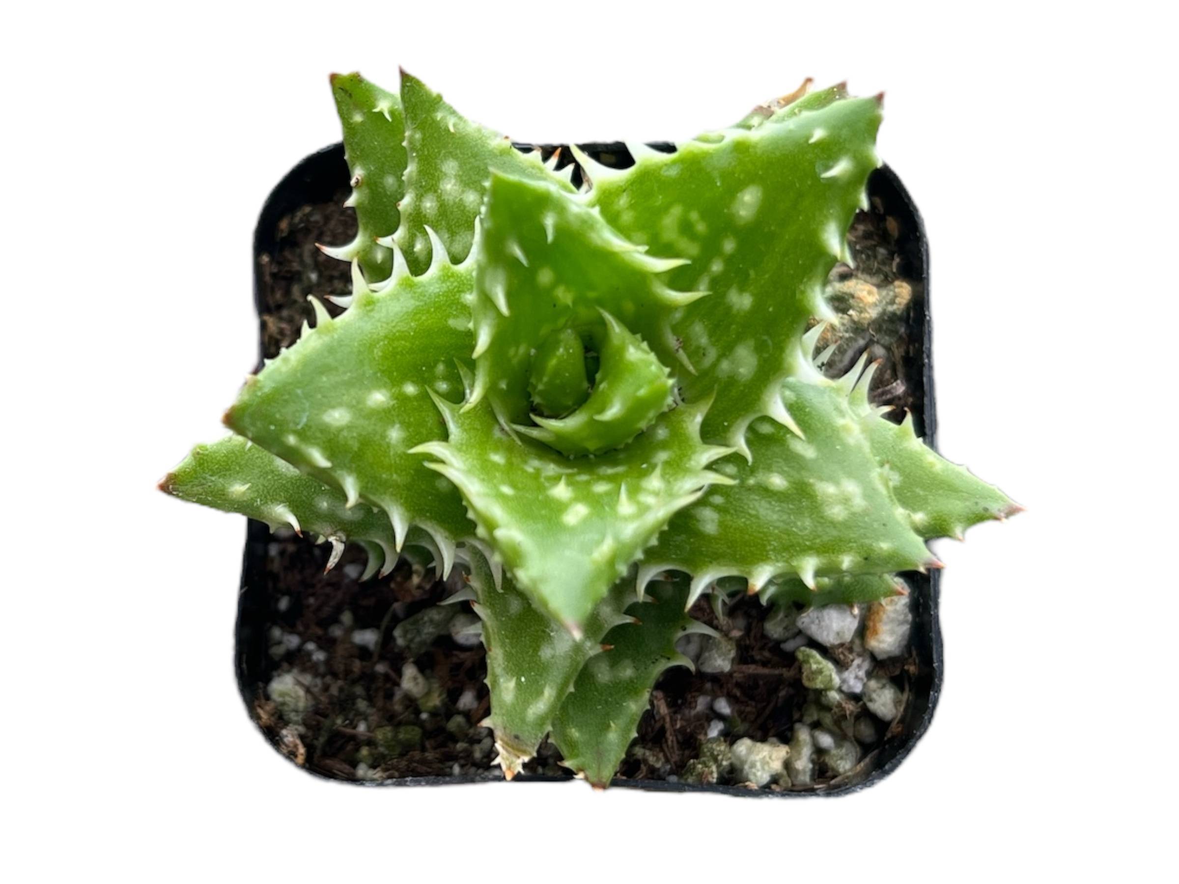 Tiger Tooth Aloe