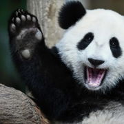 Основы работы с Pandas — Шаг 1 — Stepik