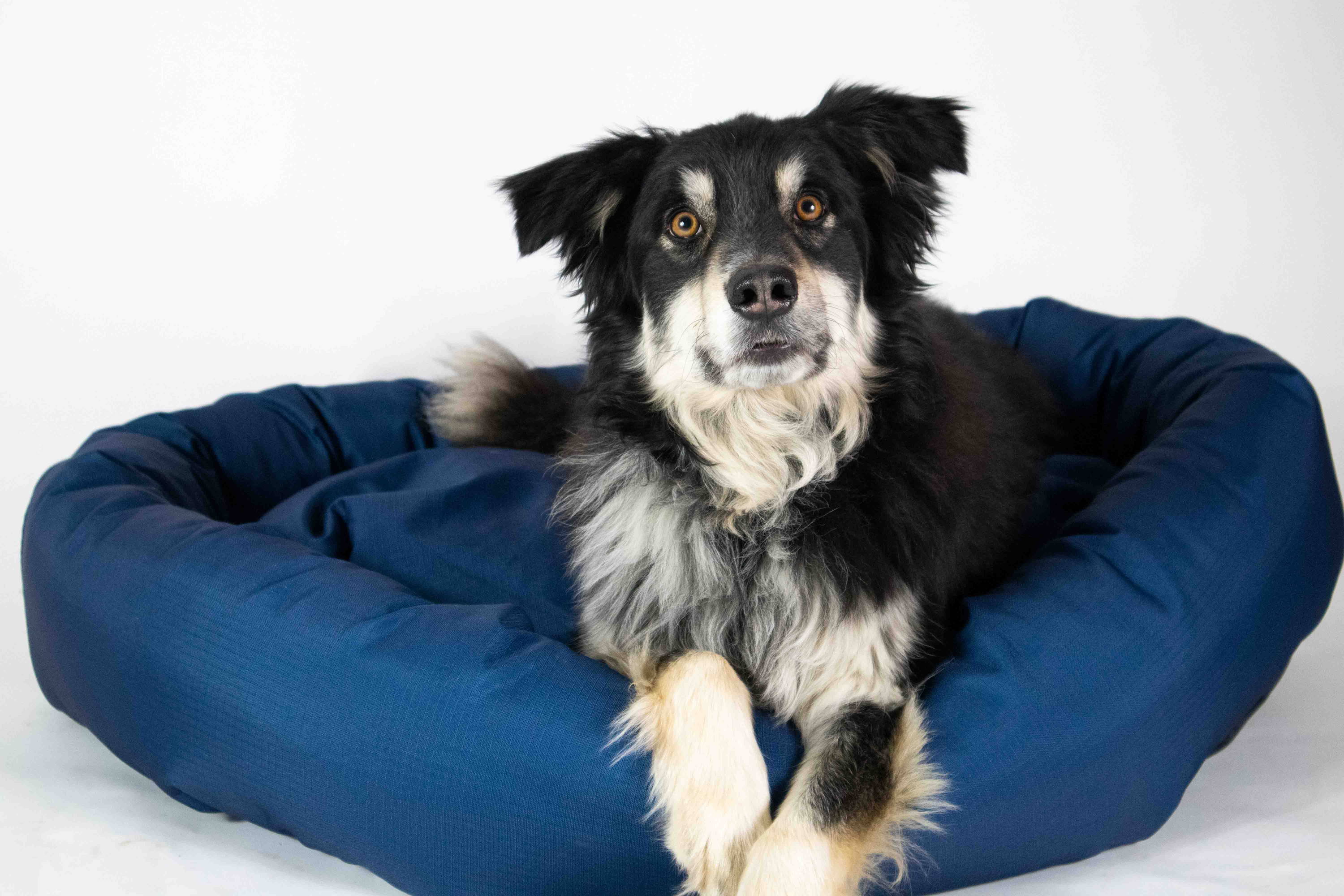 Fetch Forever Dog Beds