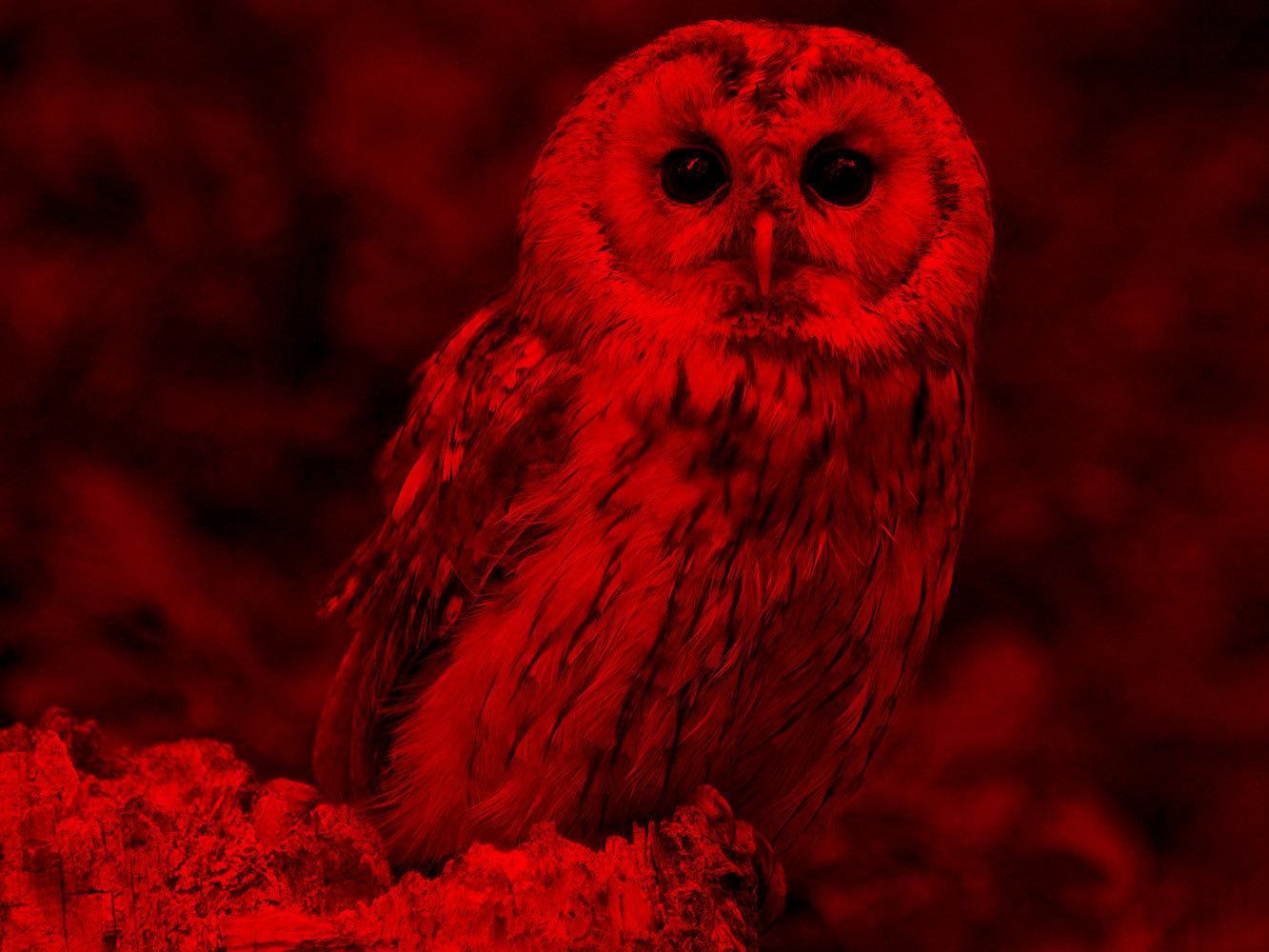 Image Transformation - Red filter on entire image — Шаг 1 — Stepik