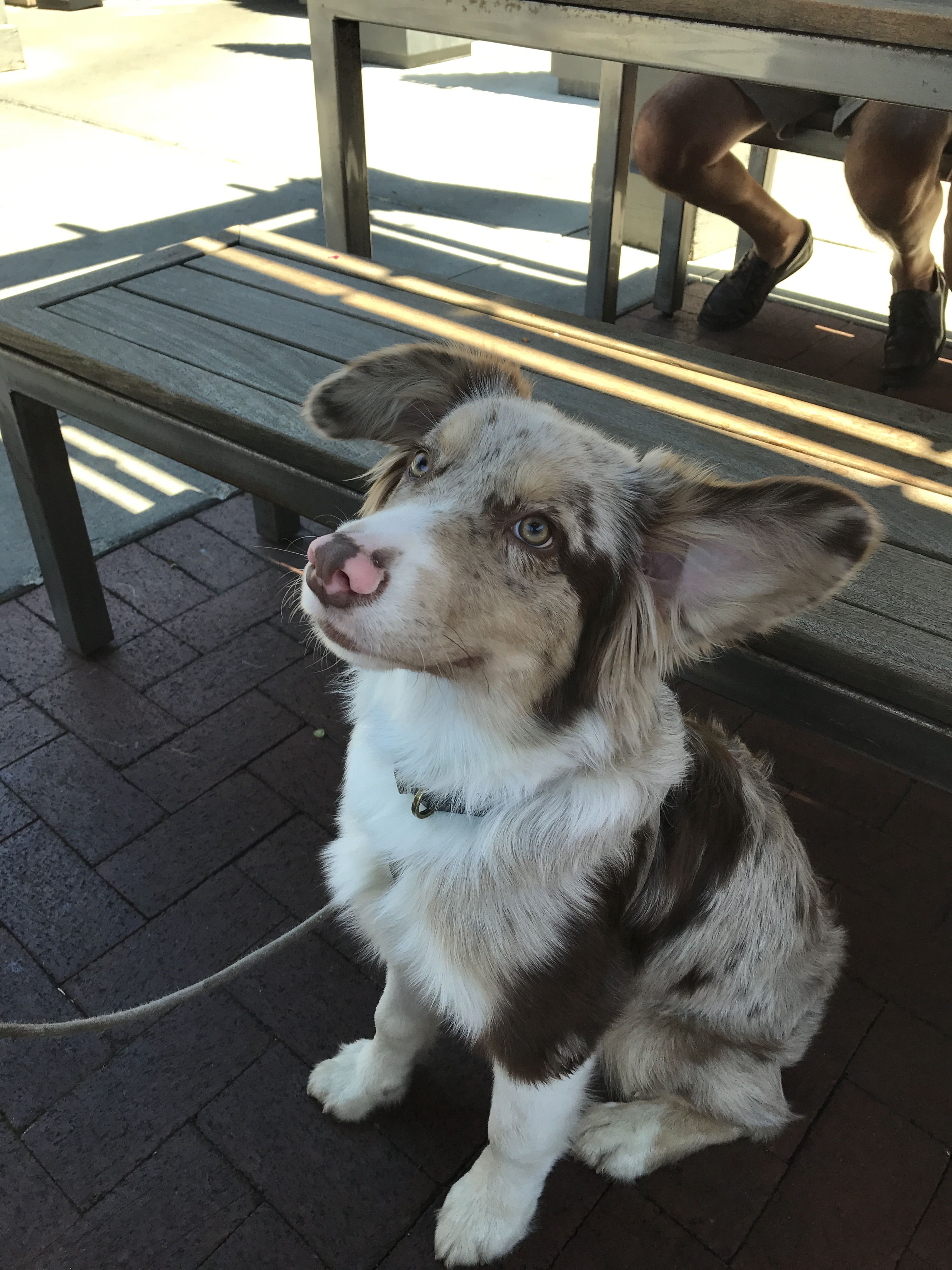 Emotional Support Animals