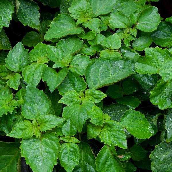 PACHULÍ – Maison Peony
