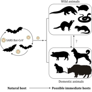 The "Intermediate Host" Hypothesis — Шаг 1 — Stepik