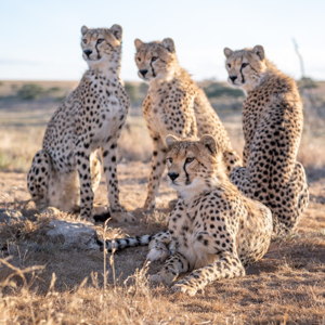 SafariBando