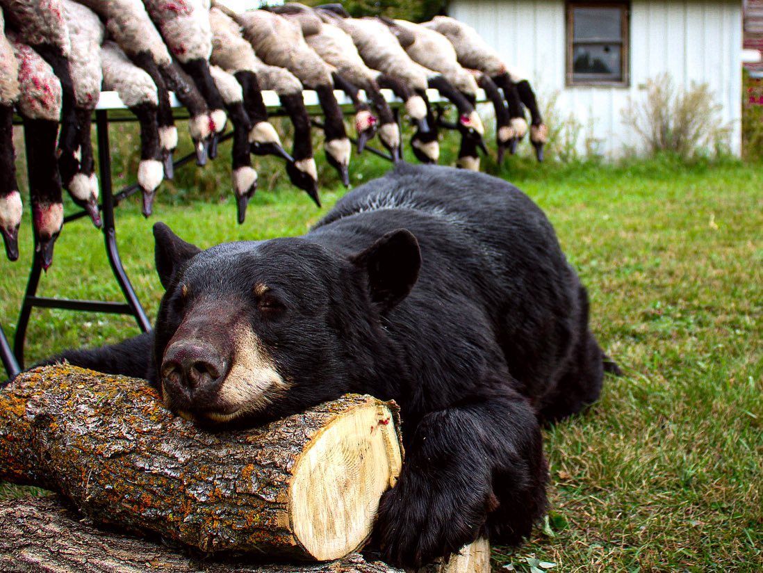 Wightman Outdoors NW Minnesota Black Bear Hunt in Thief River Falls ...