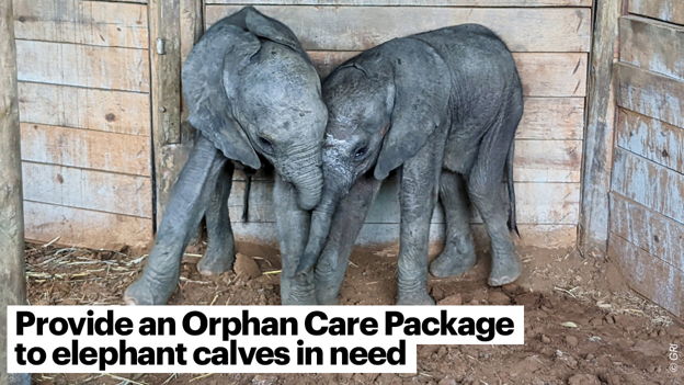Every animal matters—and the elephant calves being cared for at Lusaka ...