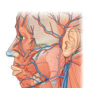 Arteries of the Head and Neck — Шаг 1 — Stepik
