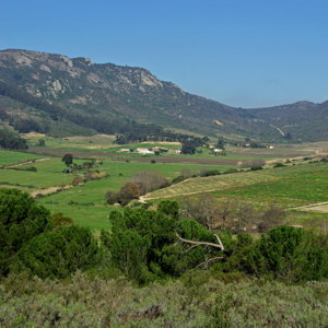 Fynbos Estate