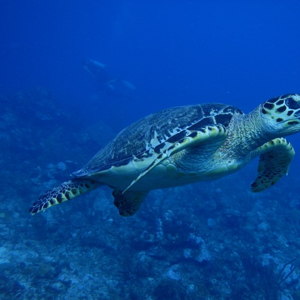 Belize Magical Adventures