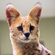 Род Сервалы — Шаг 7 — Stepik