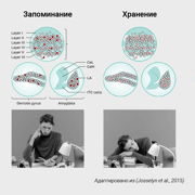 Тема 9. О забывании — Шаг 1 — Stepik