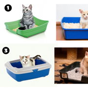 Формула идеального кошачьего лотка — Шаг 1 — Stepik