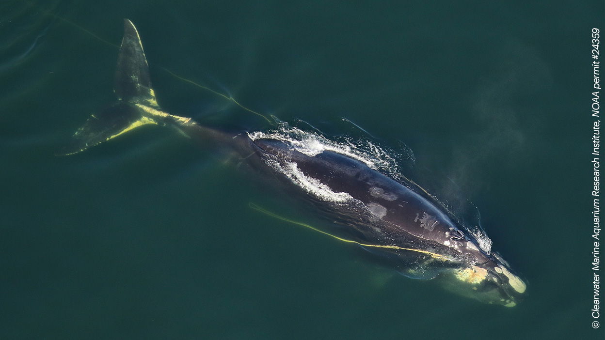 Help us save the critically endangered North Atlantic right whale from ...
