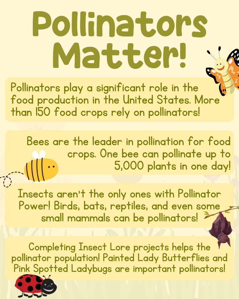 Insect Lore | The World's First Butterfly-By-Mail Company