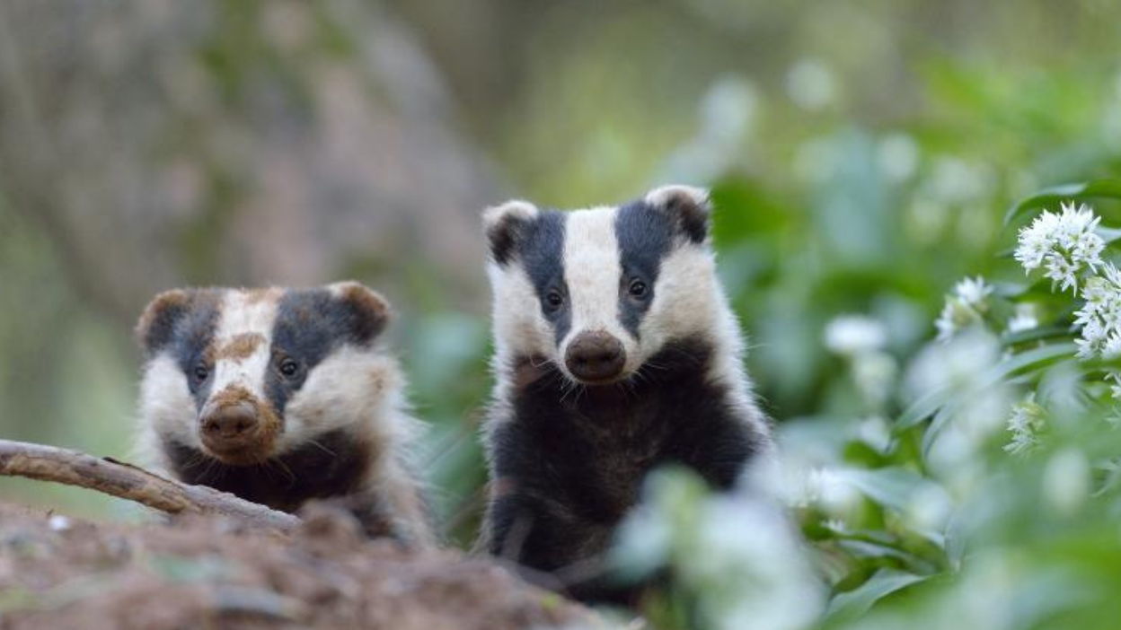 Your next step: Help save badgers and dogs from torture!