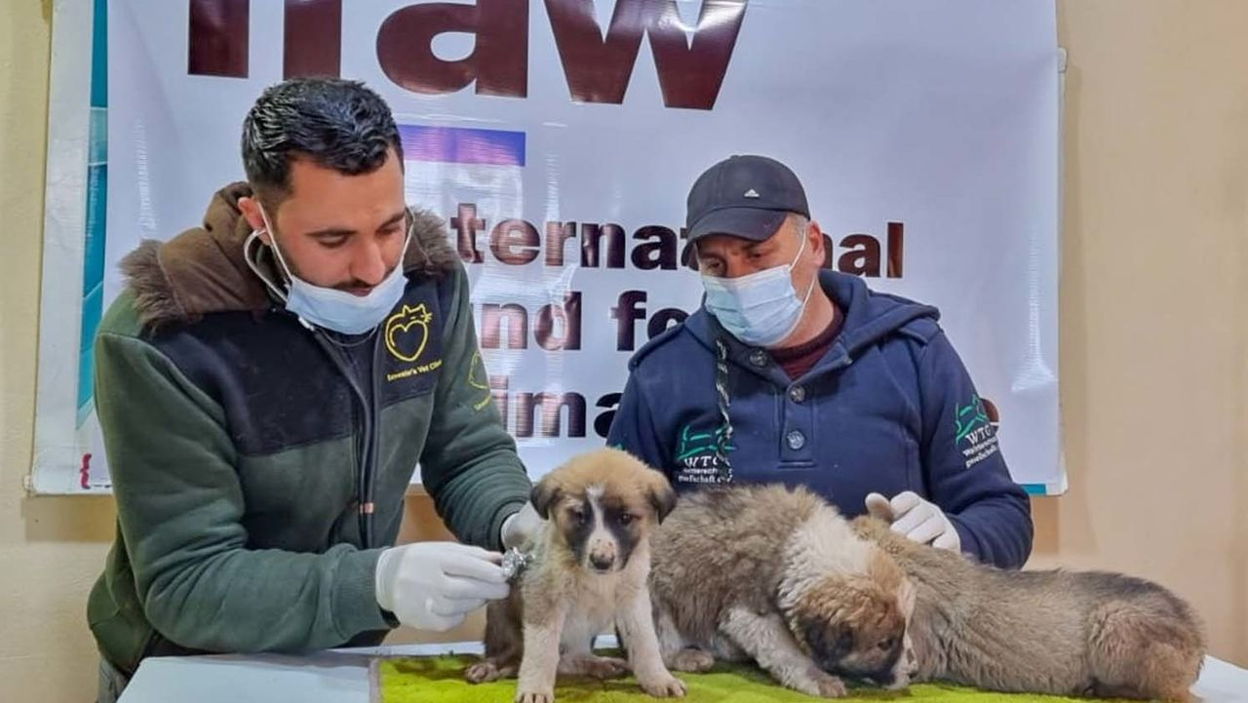 Animals in Northern Syria are in crisis. Donate now >>