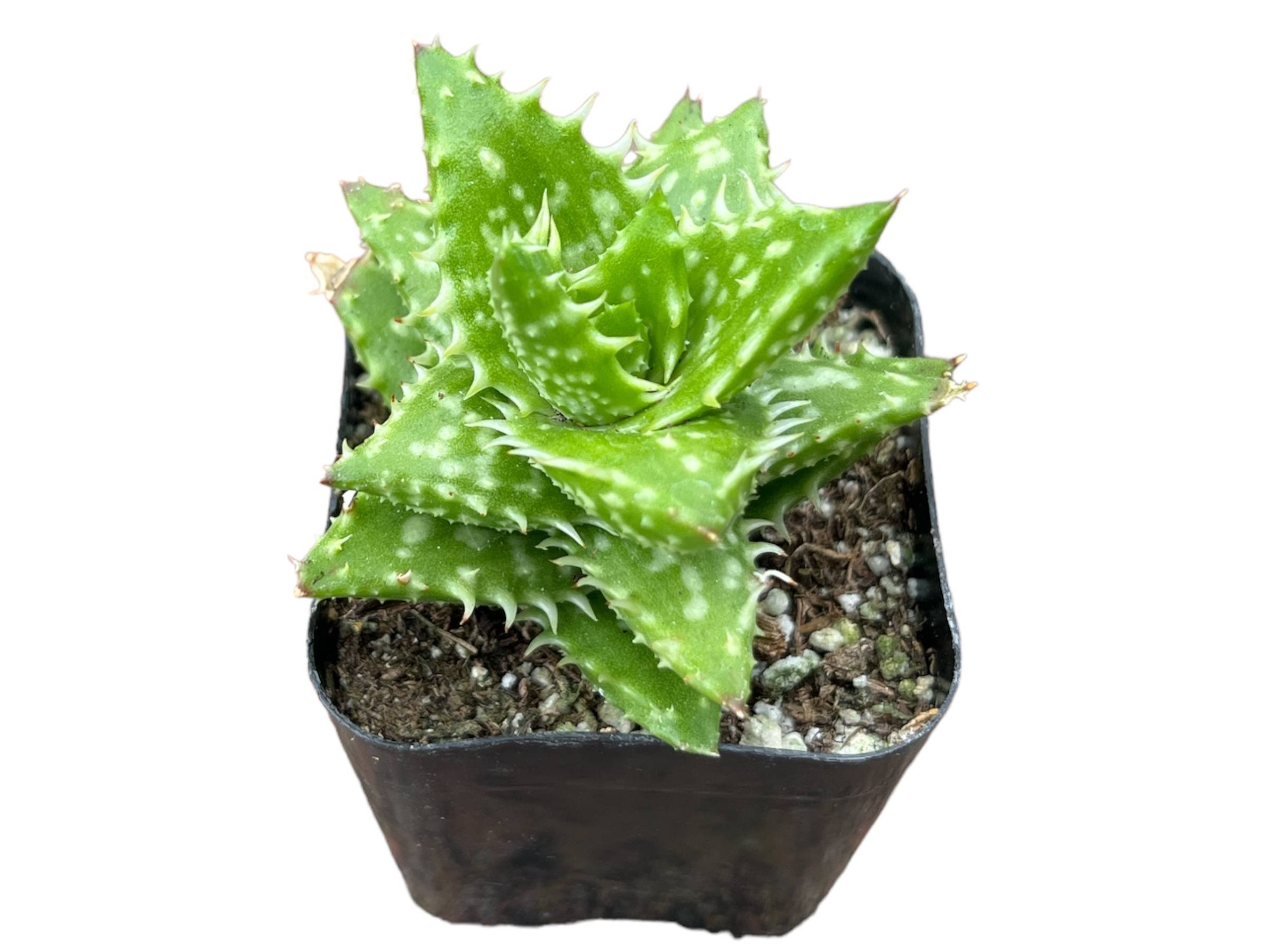 Tiger Tooth Aloe