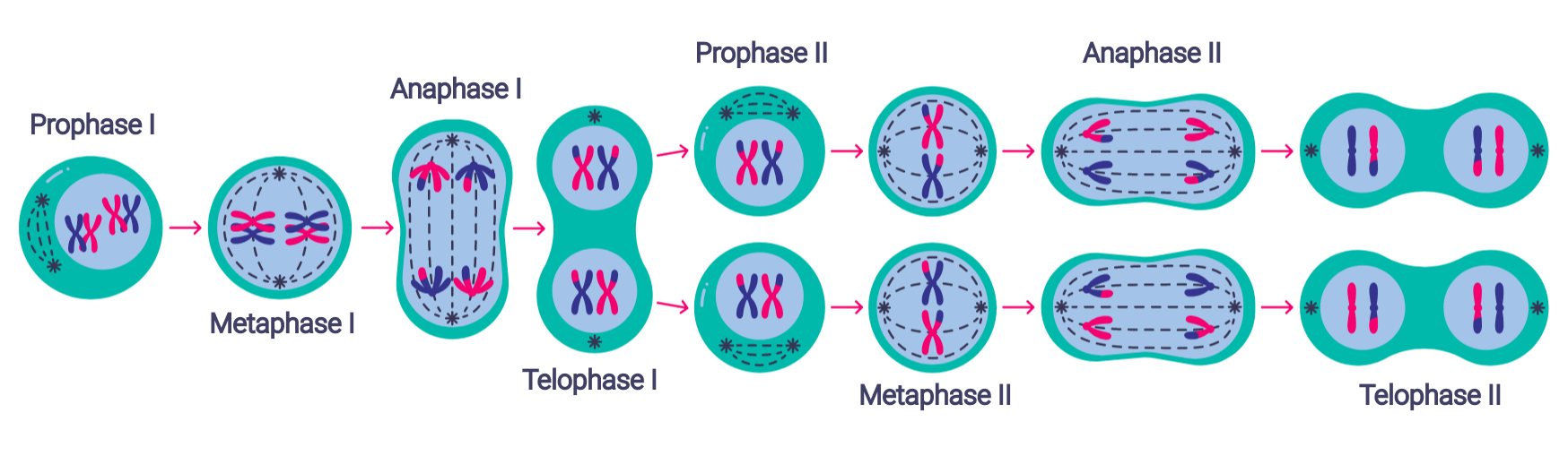 Meiosis · Hyperskill